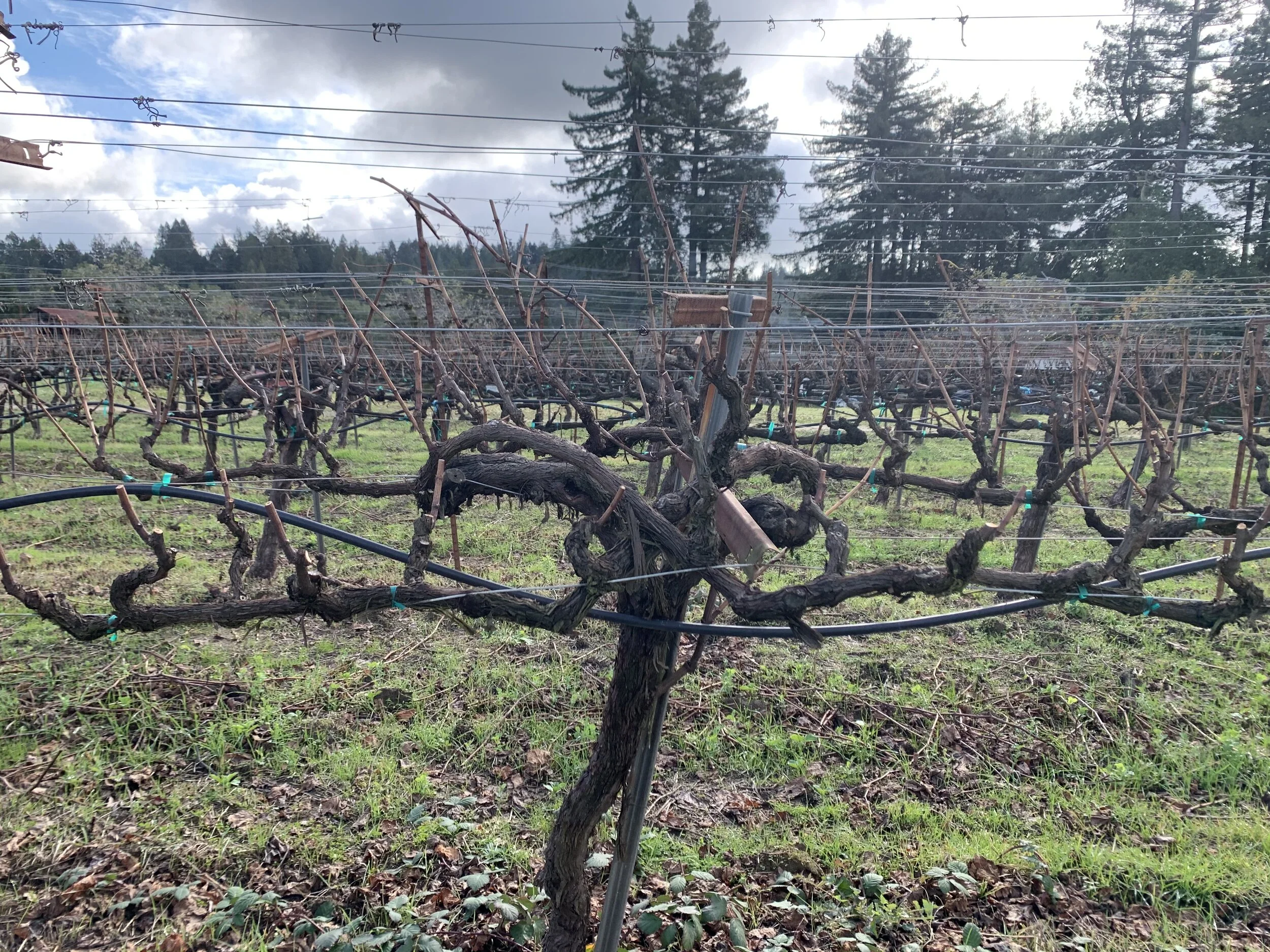 Charles Heintz Vineyard | Littorai Wines | Sonoma Coast Chardonnay ...