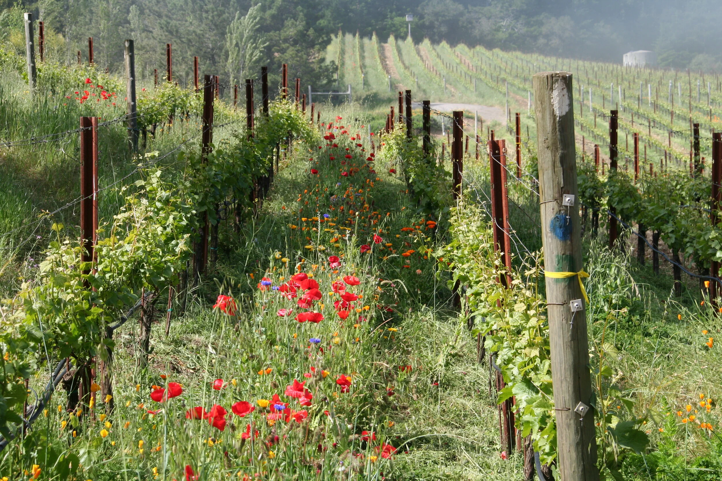 The Haven & The Tributary | Littorai Wines | Sonoma Coast | Estate ...