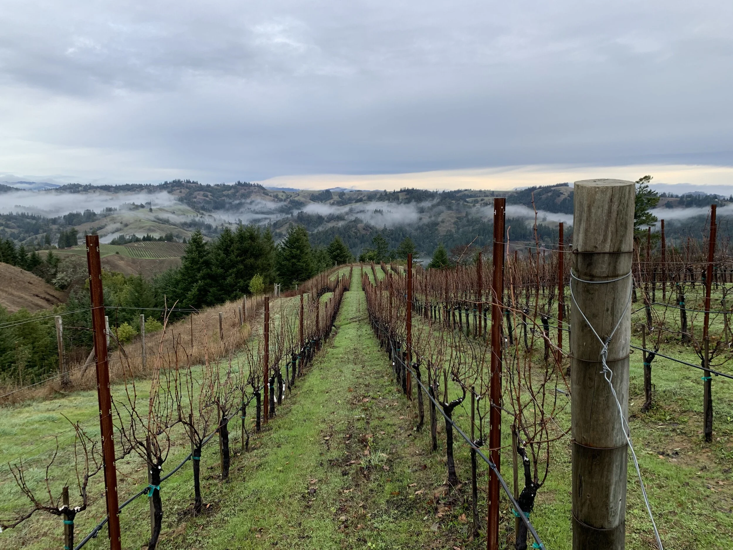 Hirsch Vineyard | Littorai Wines | Sonoma Coast Pinot Noir — Littorai ...