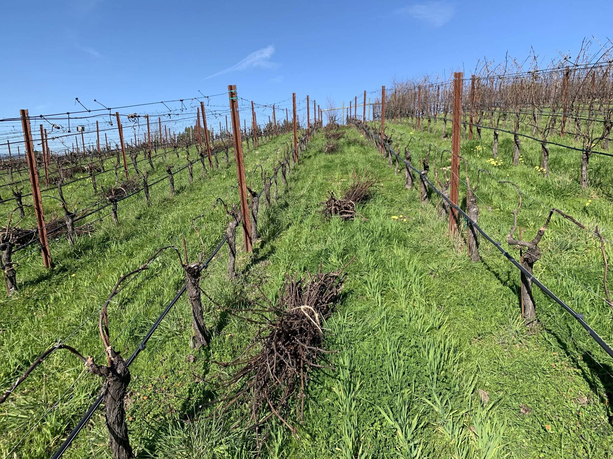 The Pivot Vineyard | Littorai Wines | Sonoma Coast | Estate Vineyard ...