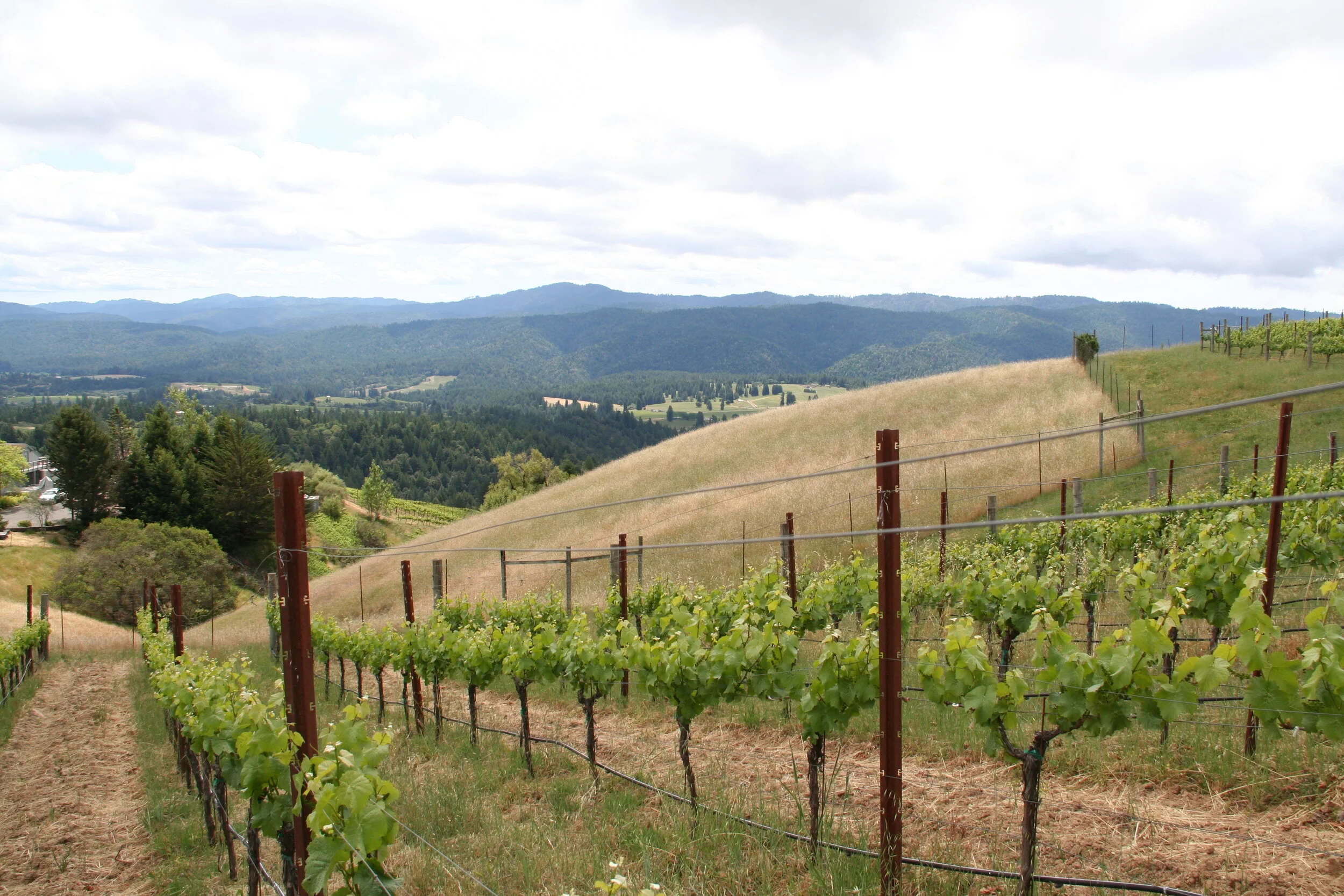 Roman Vineyard | Littorai Wines | Anderson Valley Pinot Noir ...