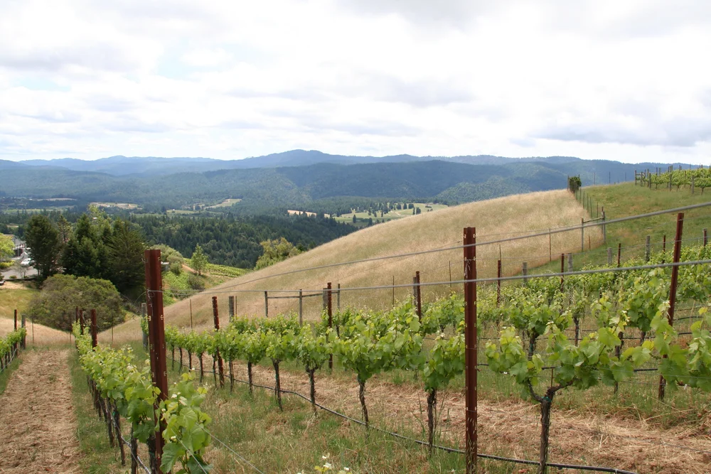 Roman Vineyard | Littorai Wines | Anderson Valley Pinot Noir ...