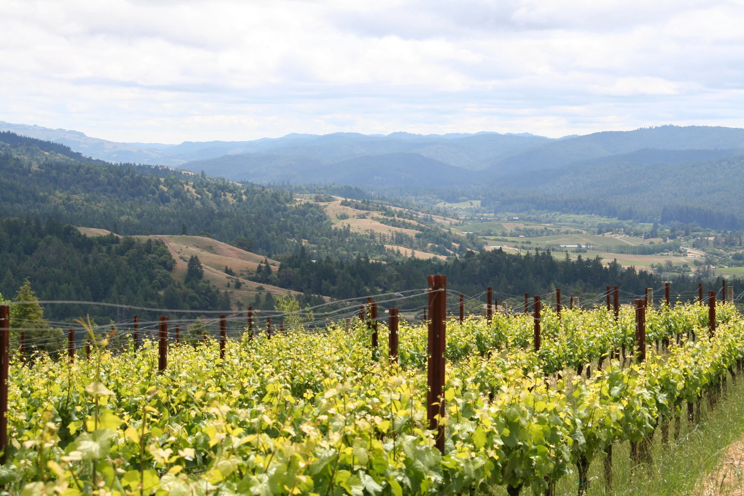 Roman Vineyard | Littorai Wines | Anderson Valley Pinot Noir ...