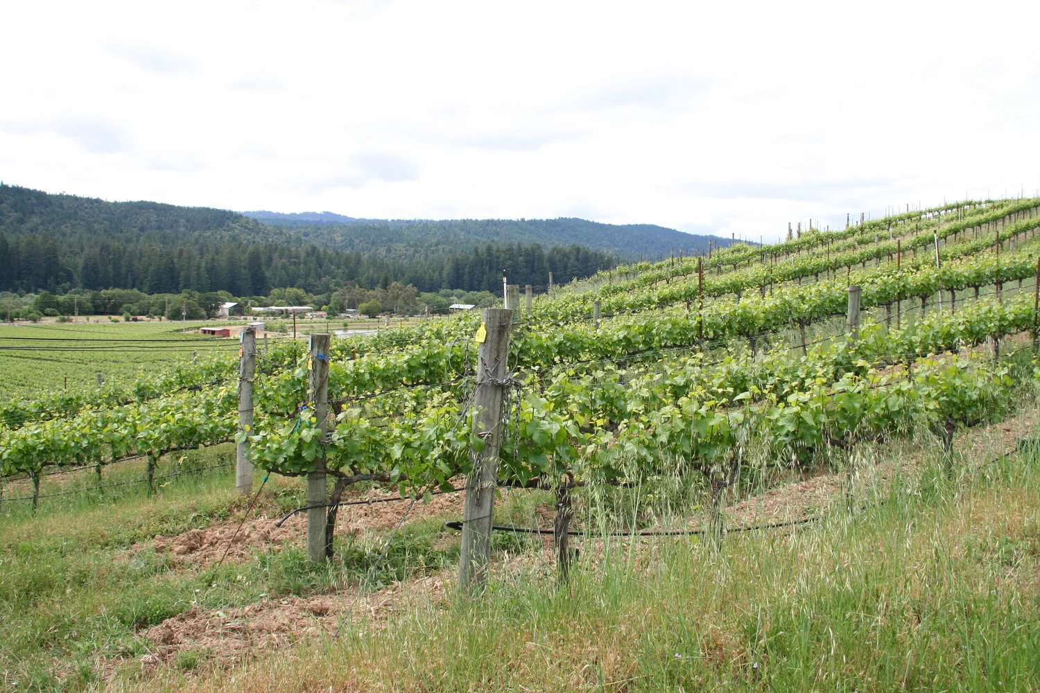Savoy Vineyard | Littorai Wines | Anderson Valley Pinot Noir ...