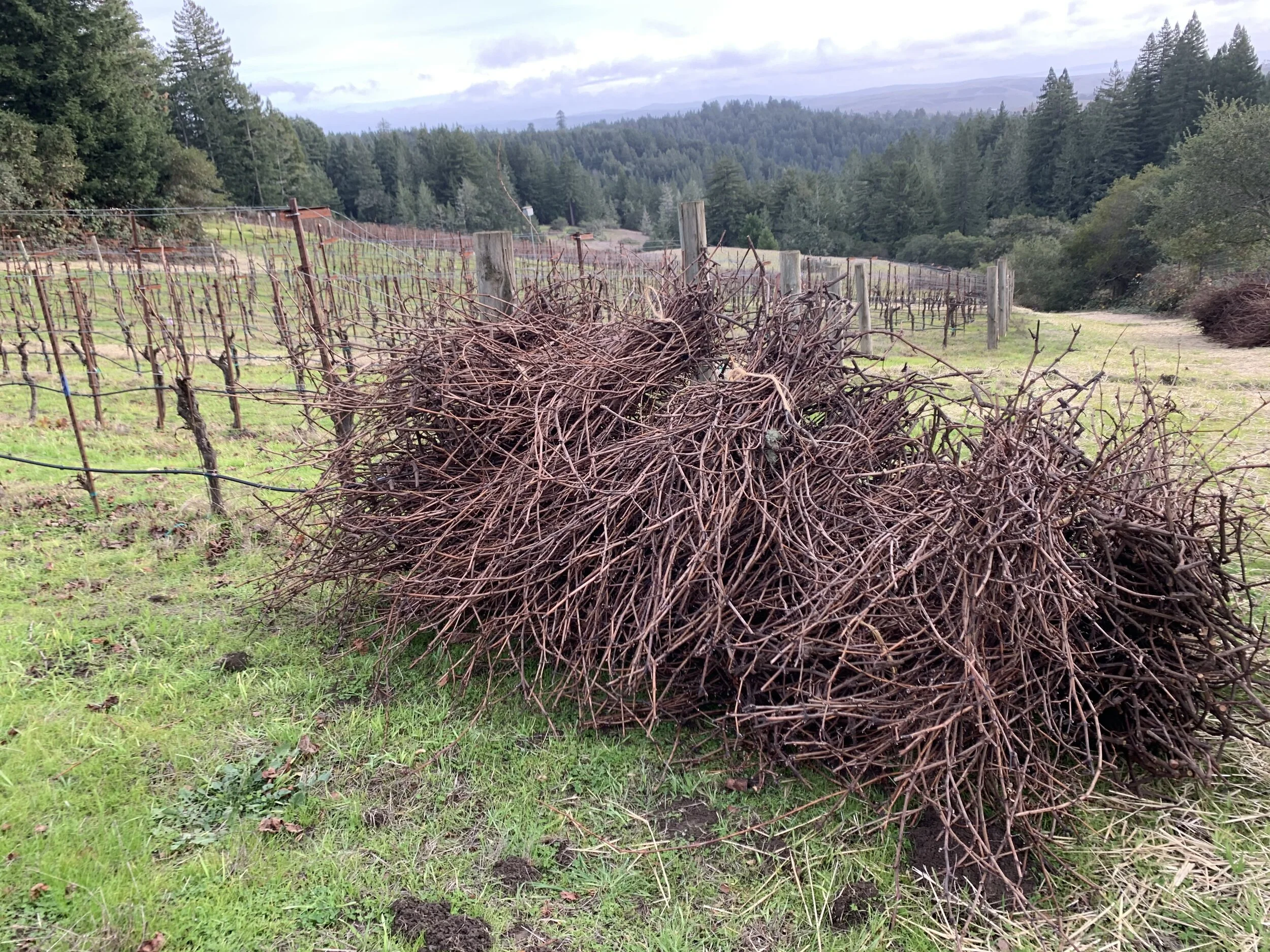 B.A. Thieriot Vineyard | Littorai Wines | Sonoma Coast Pinot Noir ...