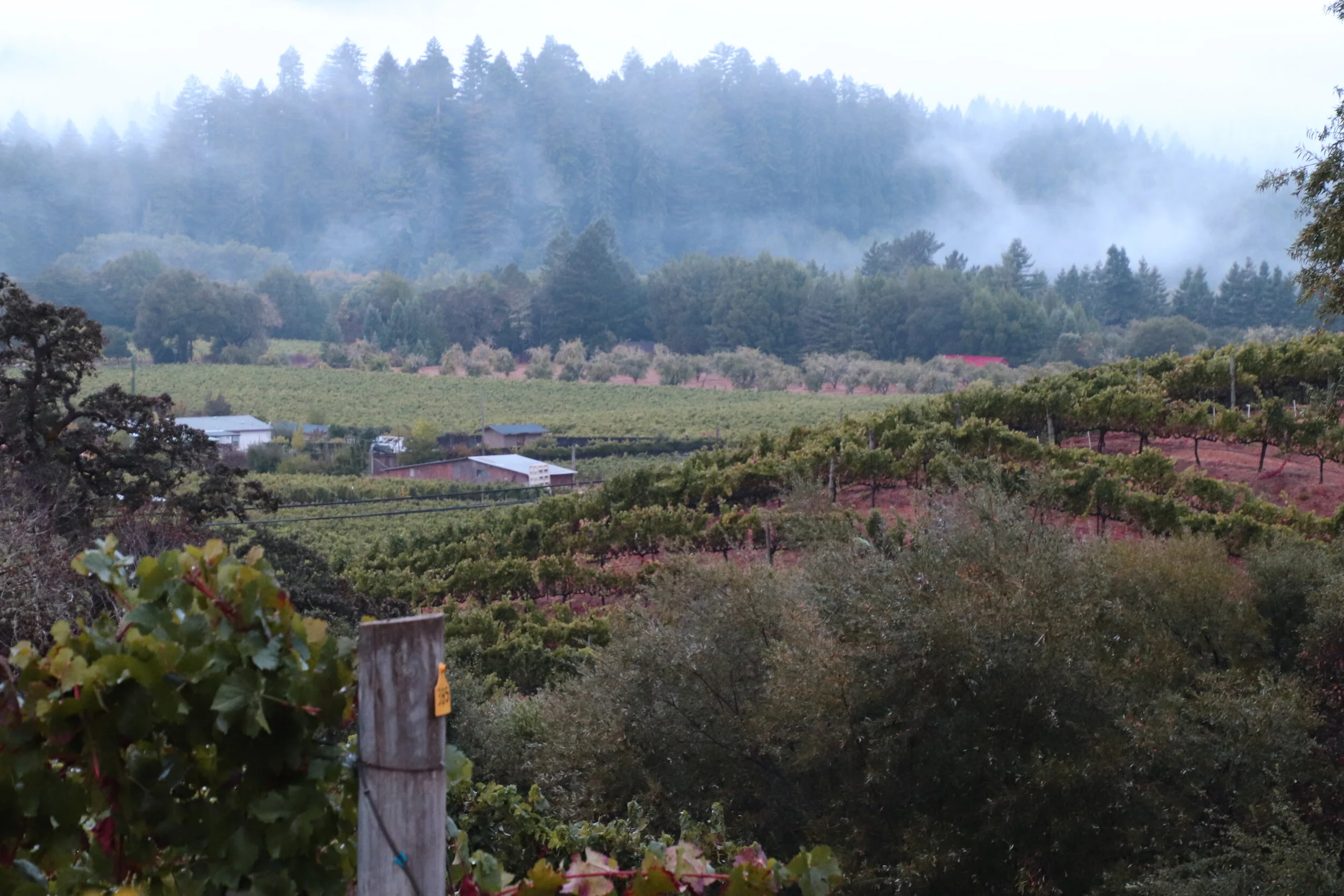Savoy Vineyard | Littorai Wines | Anderson Valley Pinot Noir ...