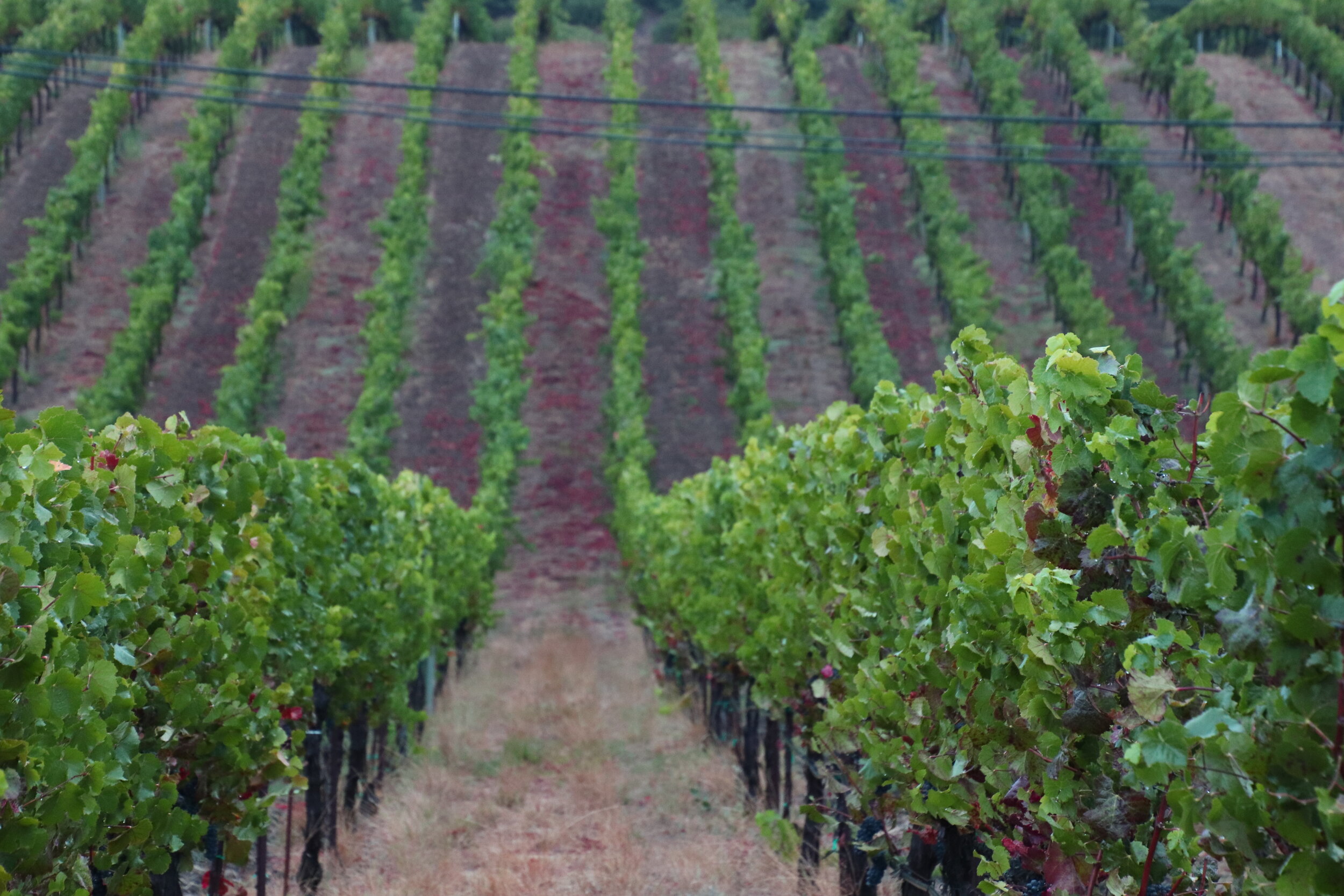 Savoy Vineyard | Littorai Wines | Anderson Valley Pinot Noir ...
