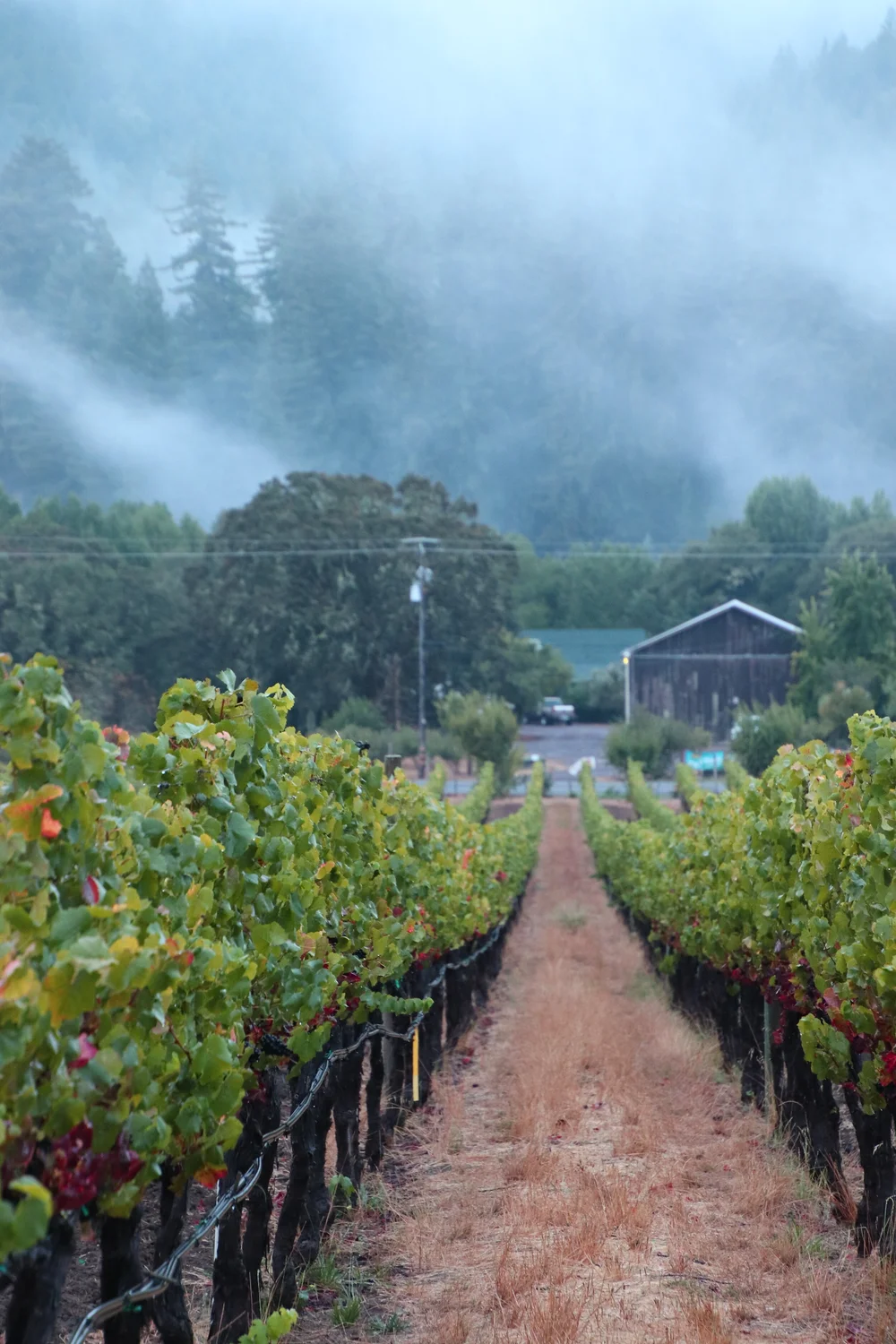 Savoy Vineyard | Littorai Wines | Anderson Valley Pinot Noir ...