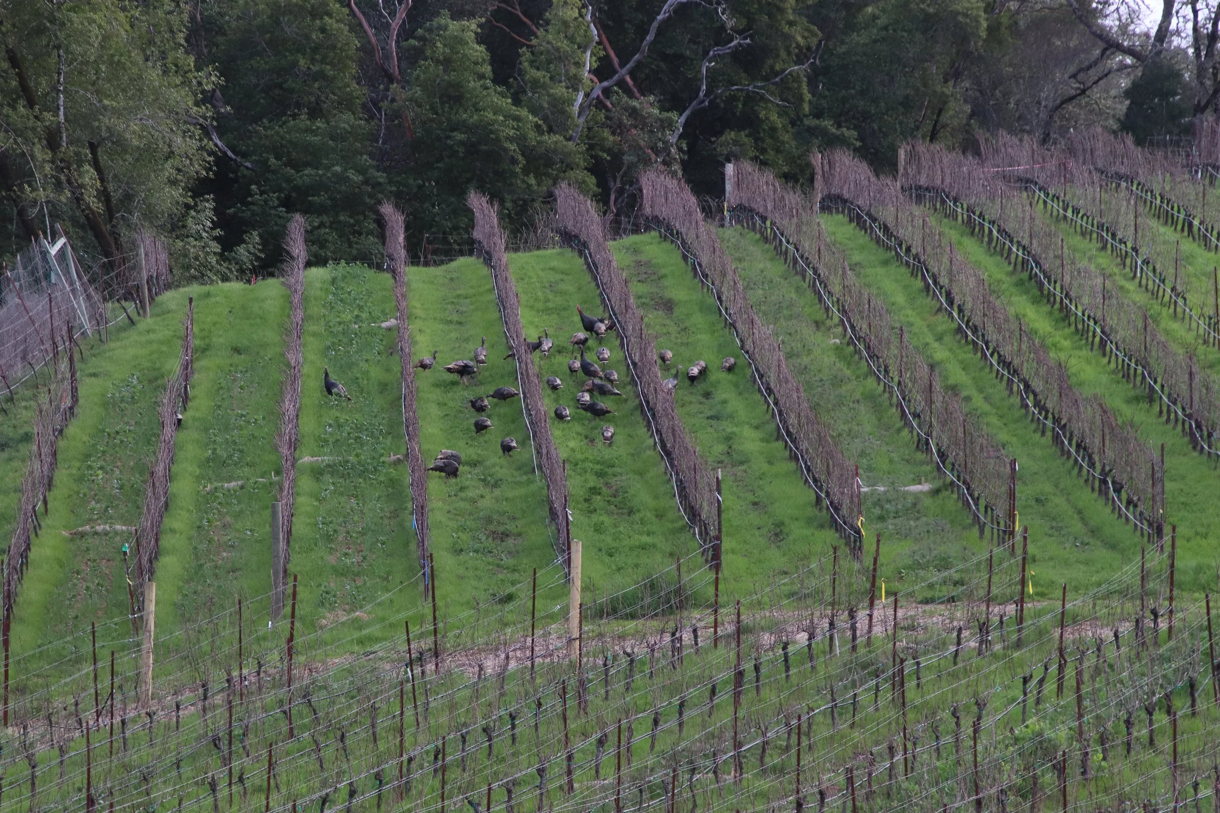 The Return | Littorai Wines | Anderson Valley | Estate Vineyard ...