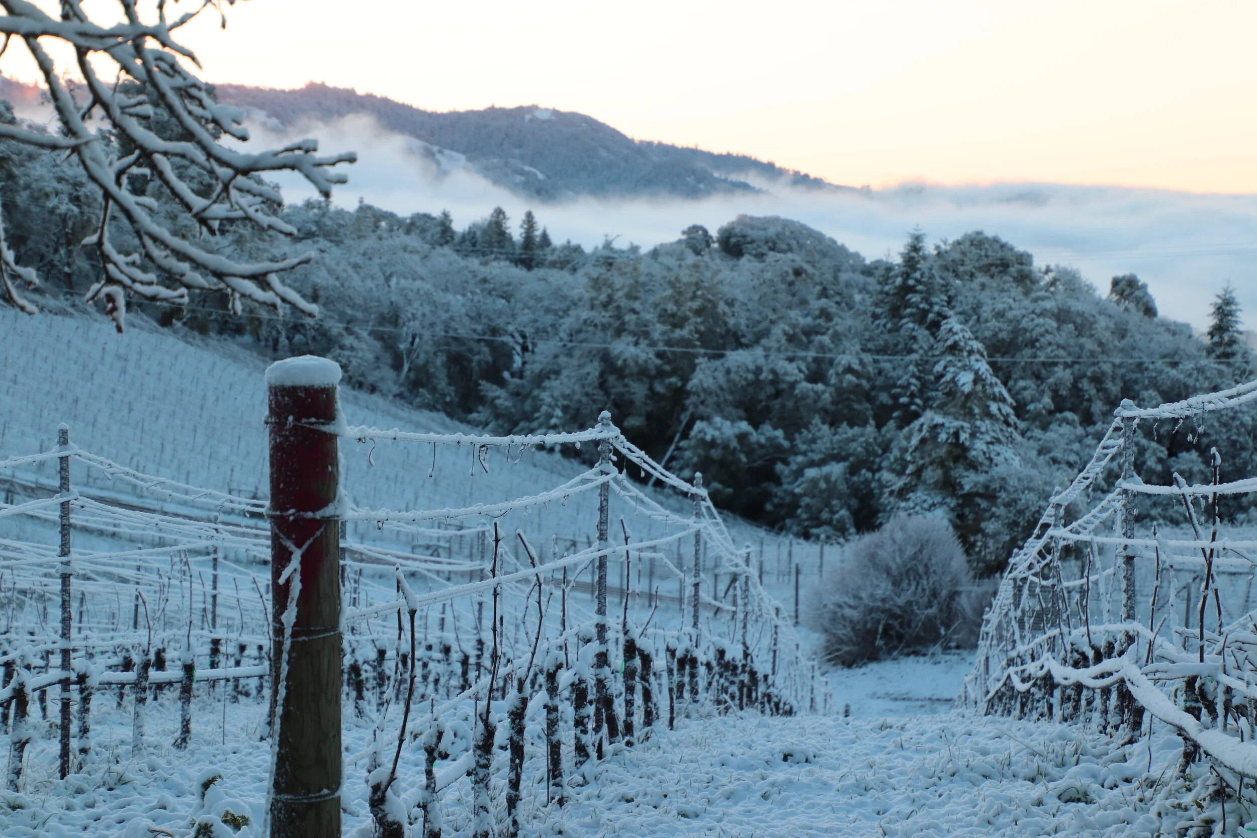 One Acre | Littorai Wines | Anderson Valley | Estate Vineyard ...