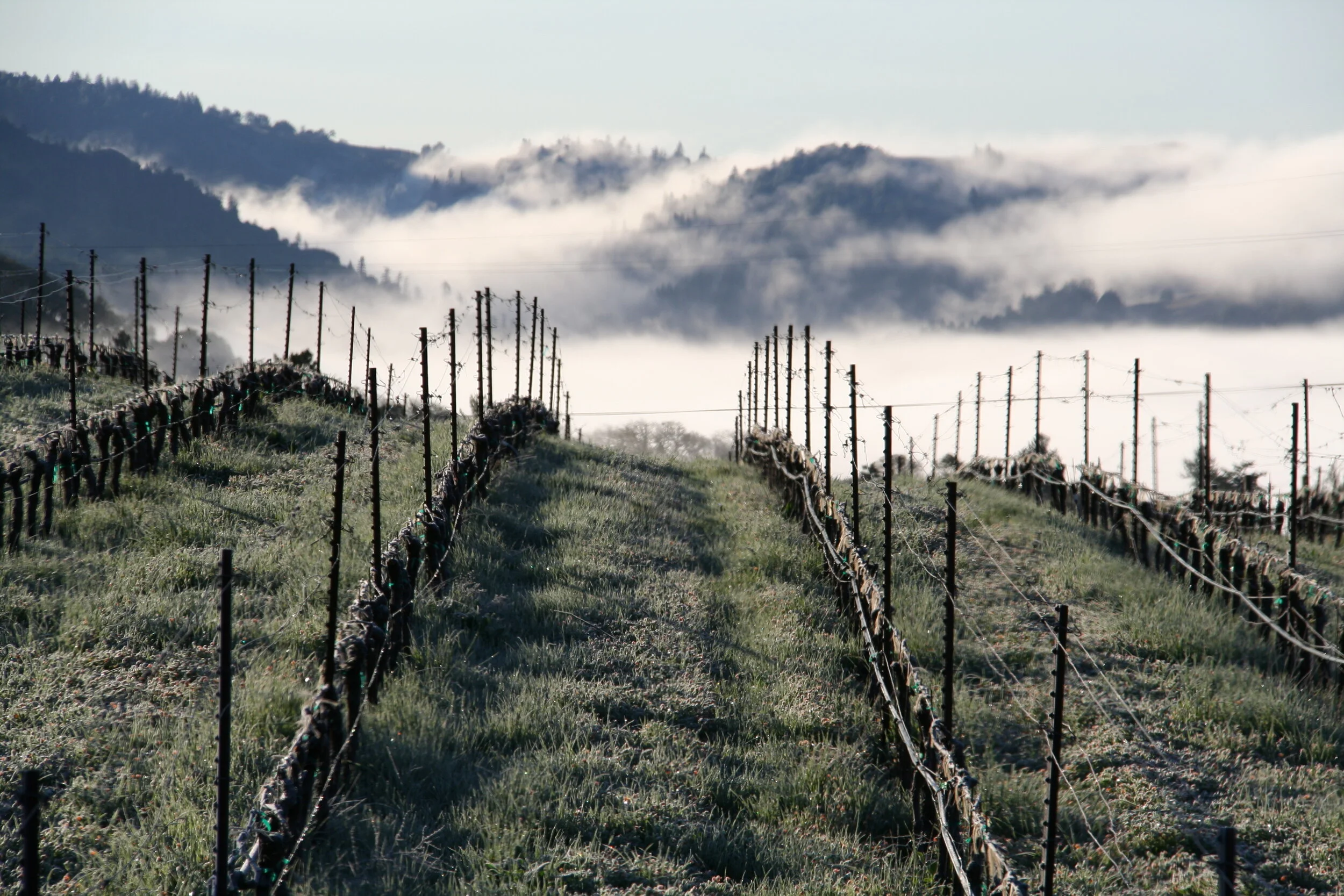 One Acre | Littorai Wines | Anderson Valley | Estate Vineyard ...