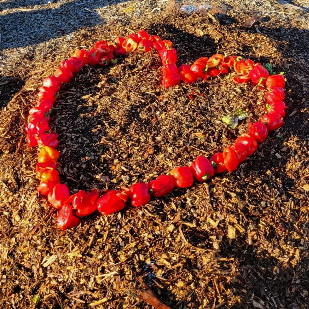 About — California Alliance for Community Composting