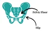 Hip health & pelvic floor function: Unlocking the connection — Restore ...