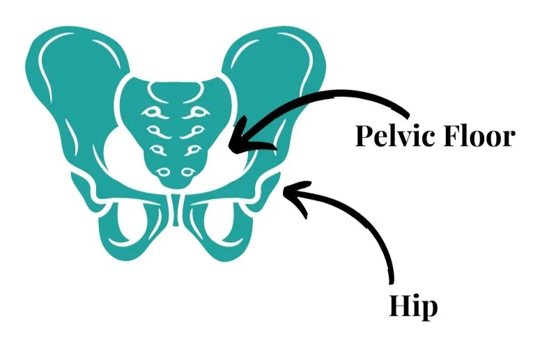 Hip health & pelvic floor function: Unlocking the connection — Restore ...