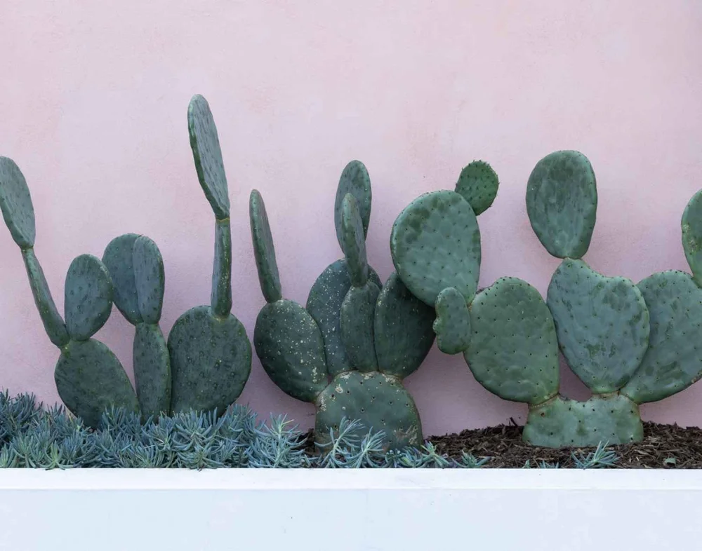 Rozelle — Garden Society