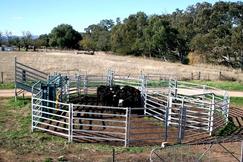 Cattle Yards — M&M Stockyards | Building Quality Australian Stockyards ...