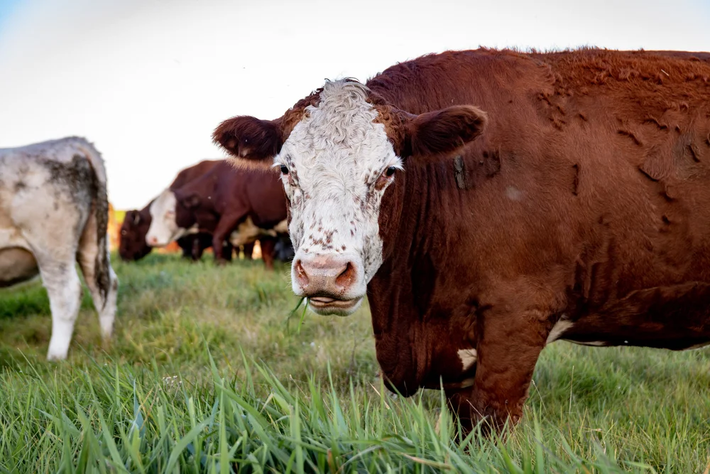 Grass-Fed Beef — Farm Sweet Farm | Cadott, Wisconsin