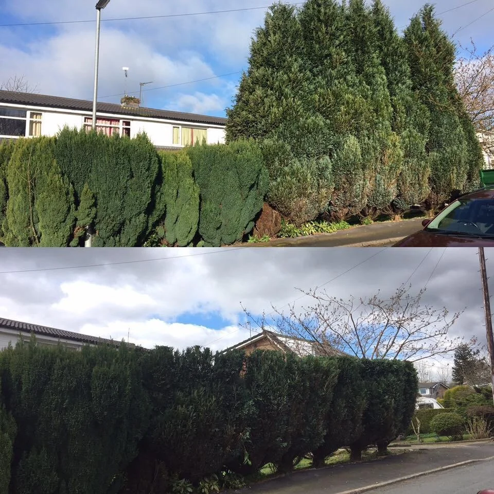 Tree Pruning — Matthew Watson Tree Surgeon in Littleborough, Rochdale