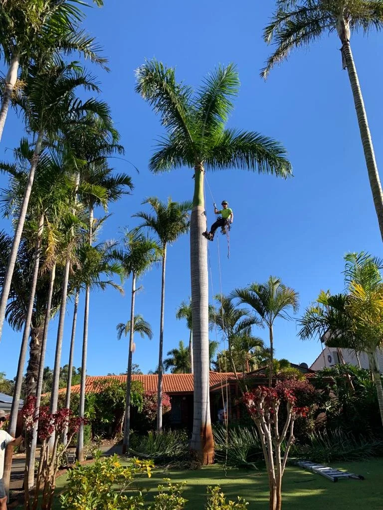 Tree Pruning — Matthew Watson Tree Surgeon in Littleborough, Rochdale