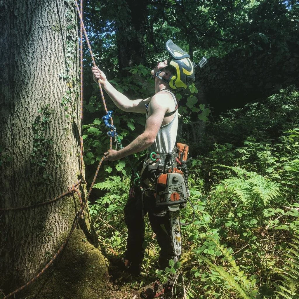 Tree Pruning — Matthew Watson Tree Surgeon in Littleborough, Rochdale