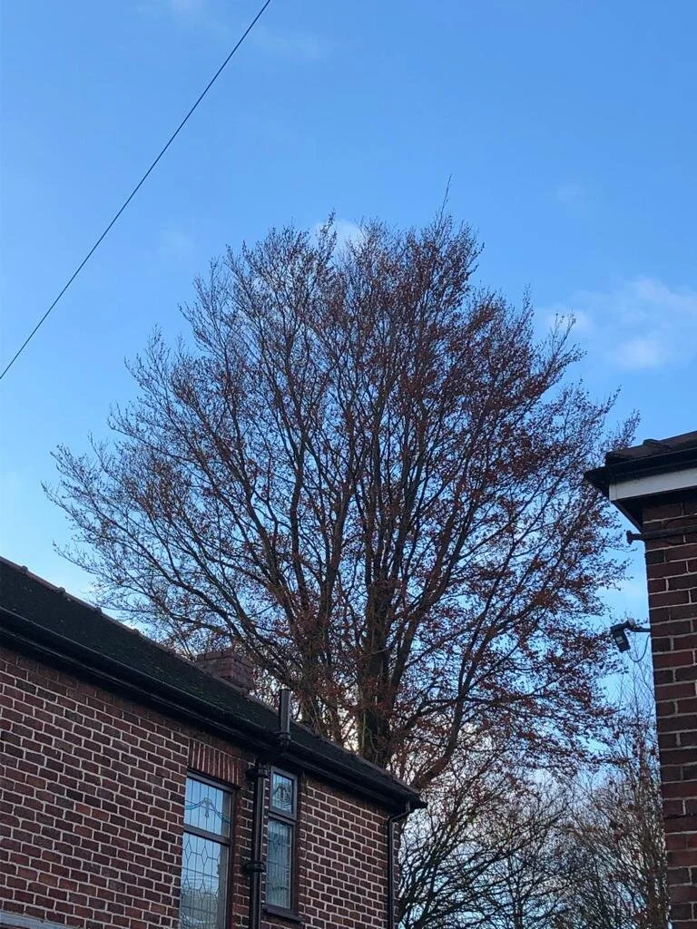 Tree Pruning — Matthew Watson Tree Surgeon in Littleborough, Rochdale