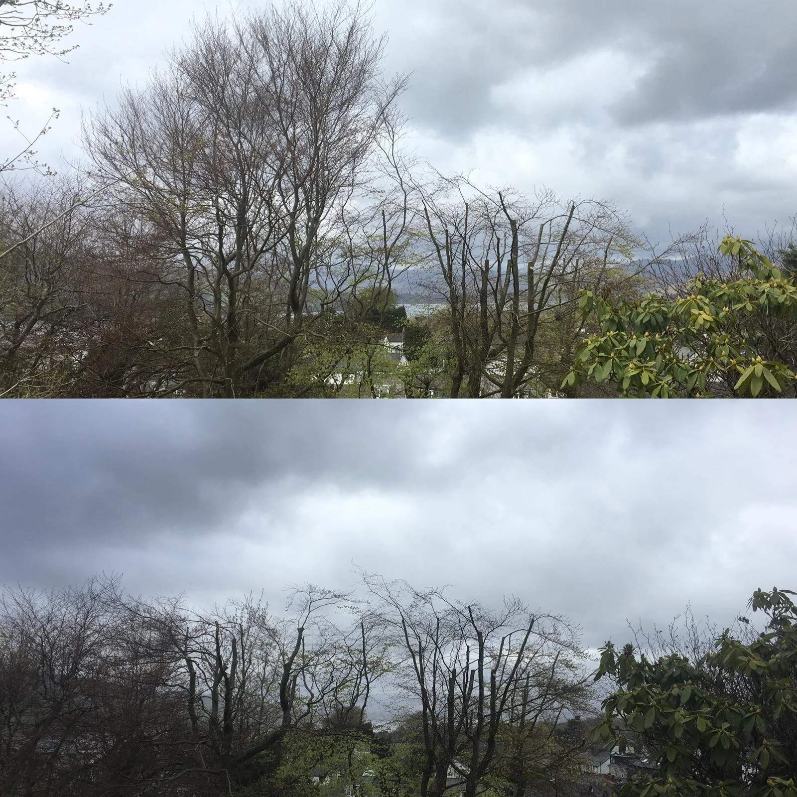 Tree Pruning — Matthew Watson Tree Surgeon in Littleborough, Rochdale