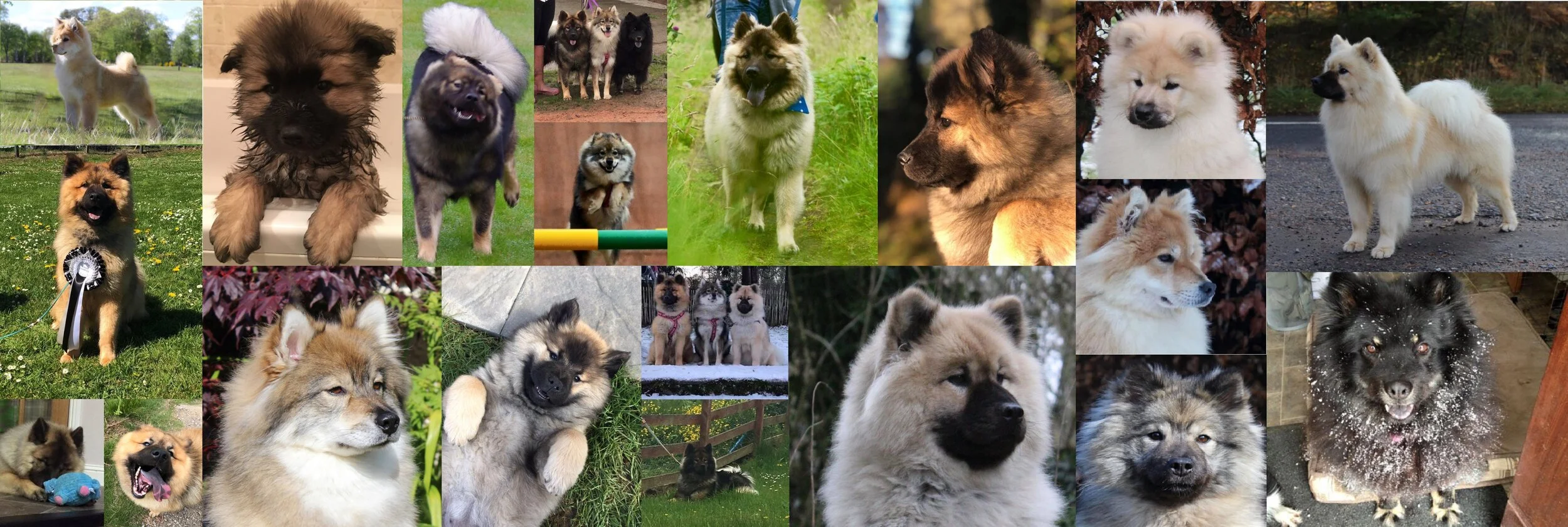 Contact — Kaydanmy Eurasiers