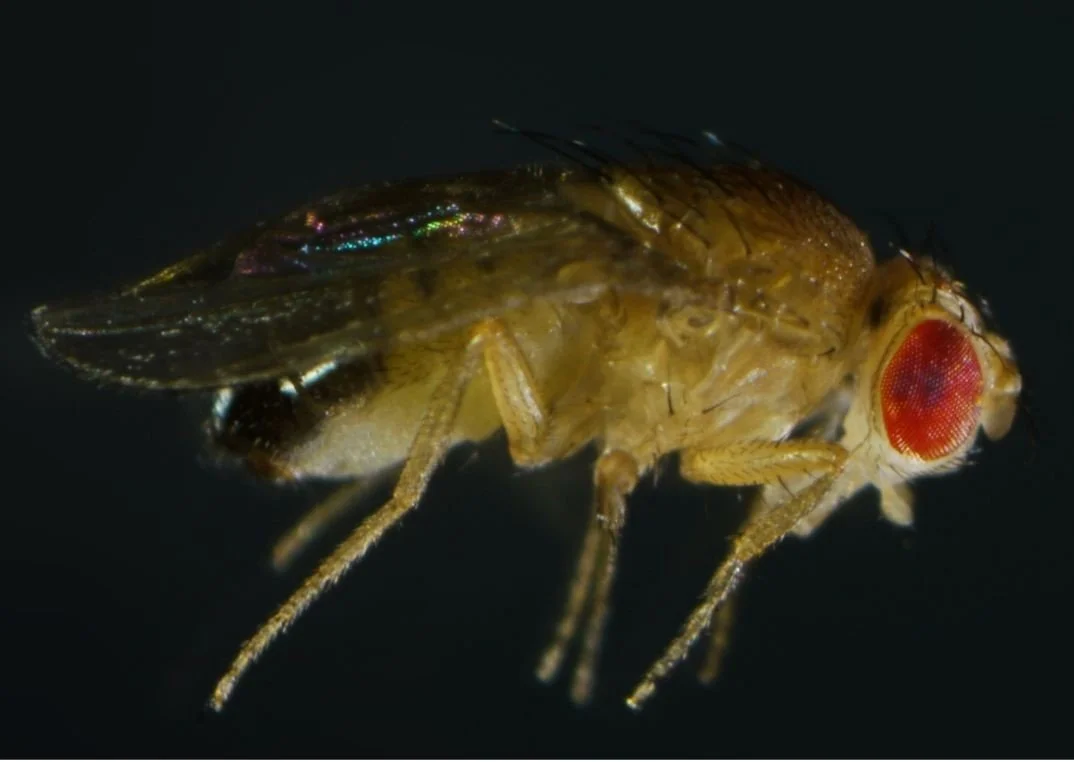 Mushy Berries & Infested Fruits? Spotlight on Spotted Wing Drosophila ...