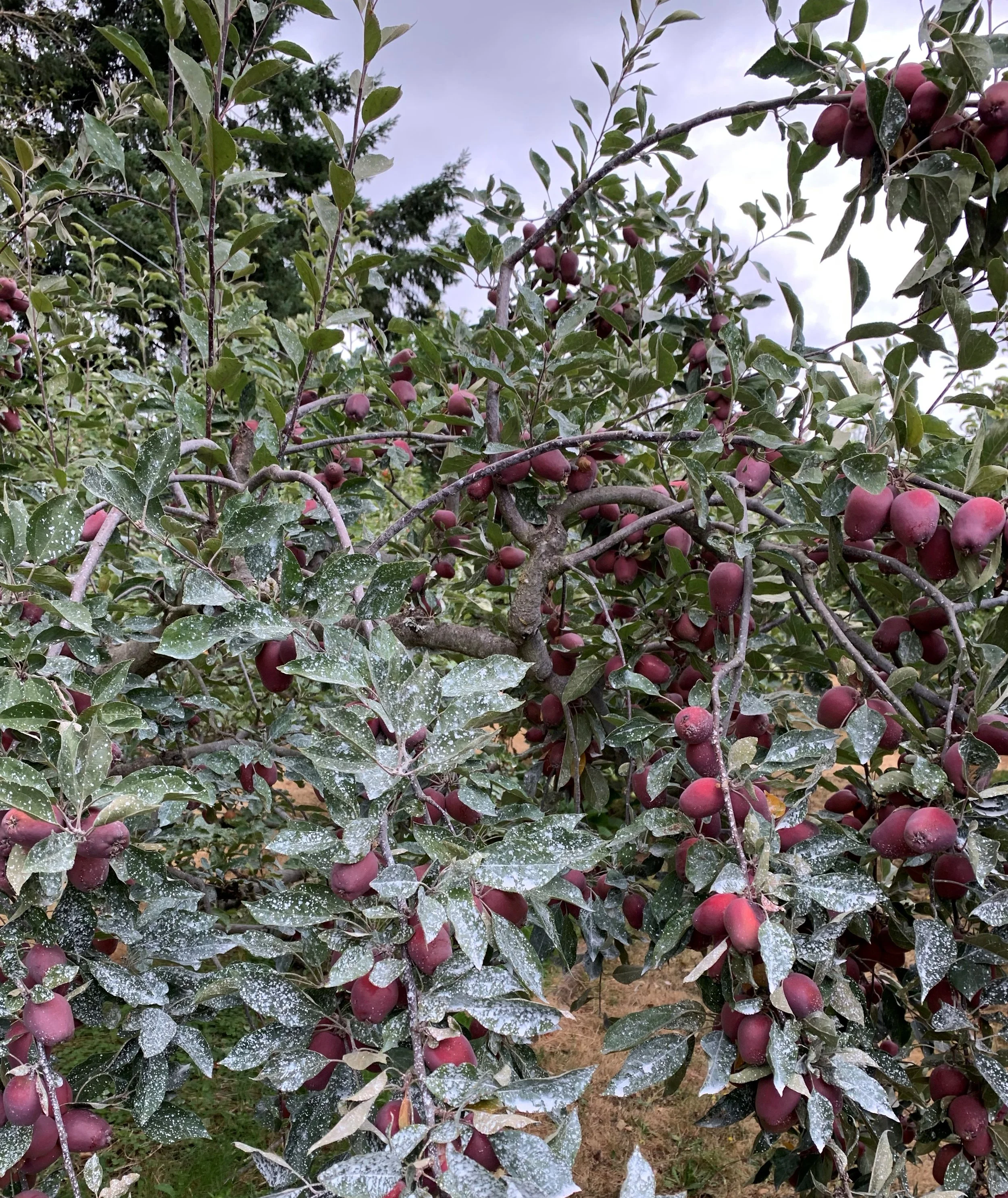 Orchard CSA — Home Orchard Education Center