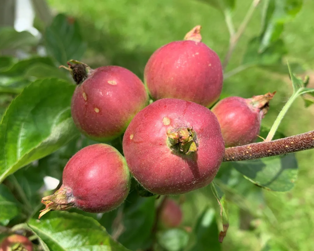 Codling Moth In The Organic Orchard — Home Orchard Education Center