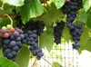 Great Grapes for the Willamette Valley — Home Orchard Education Center