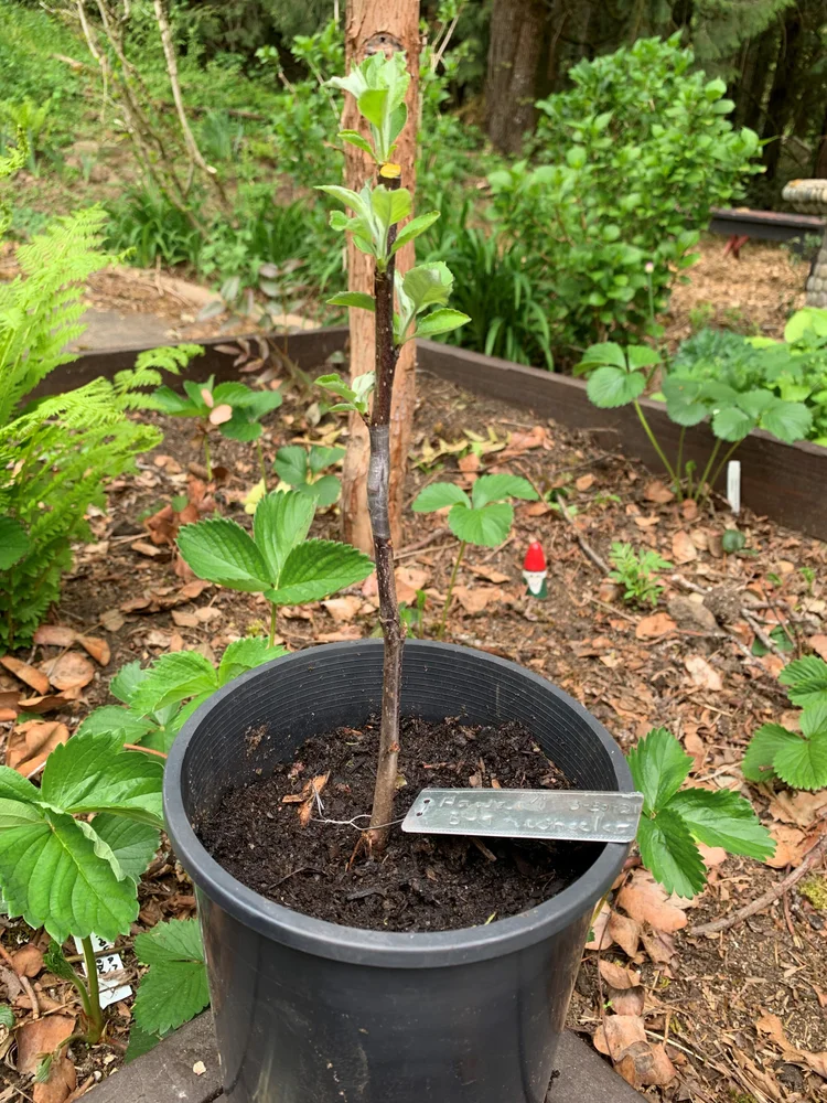NEWLY GRAFTED TREE AFTERCARE — Home Orchard Education Center