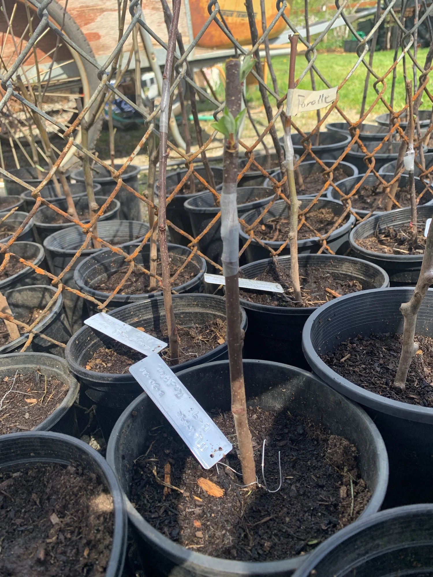 NEWLY GRAFTED TREE AFTERCARE — Home Orchard Education Center