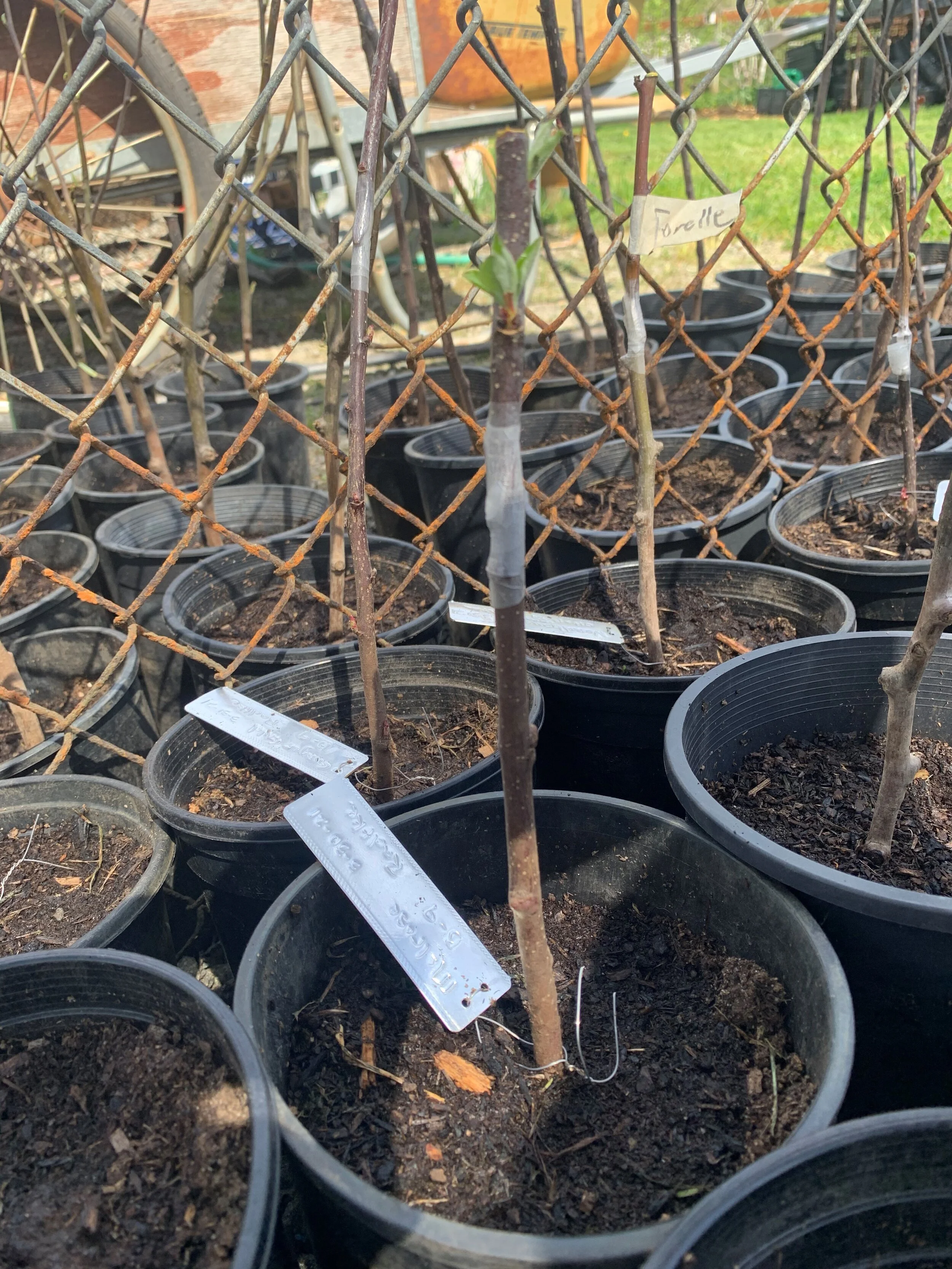 NEWLY GRAFTED TREE AFTERCARE — Home Orchard Education Center