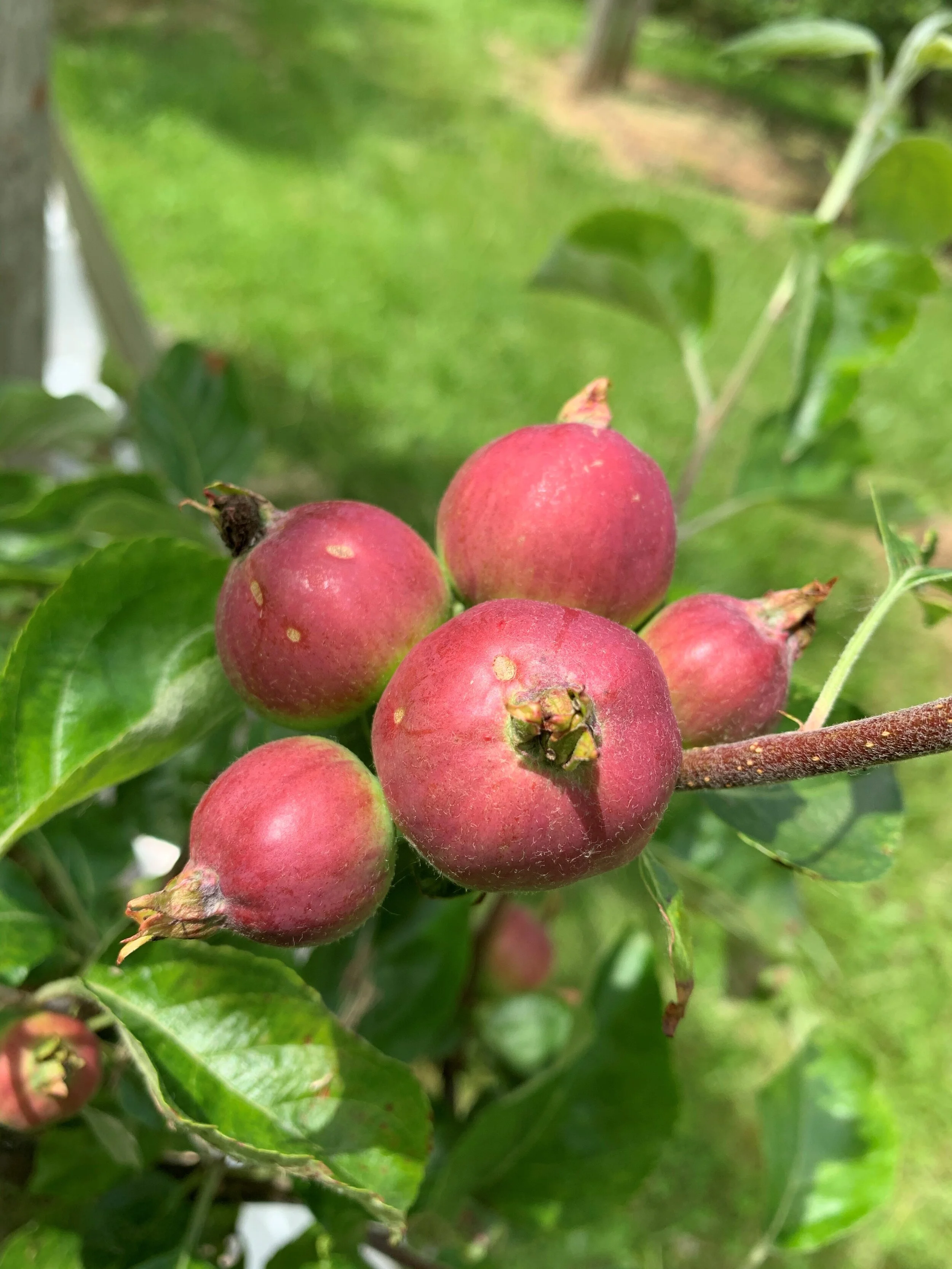 Horror, Shock, & Premature Fruit Drop! An organic orchardist's guide to ...