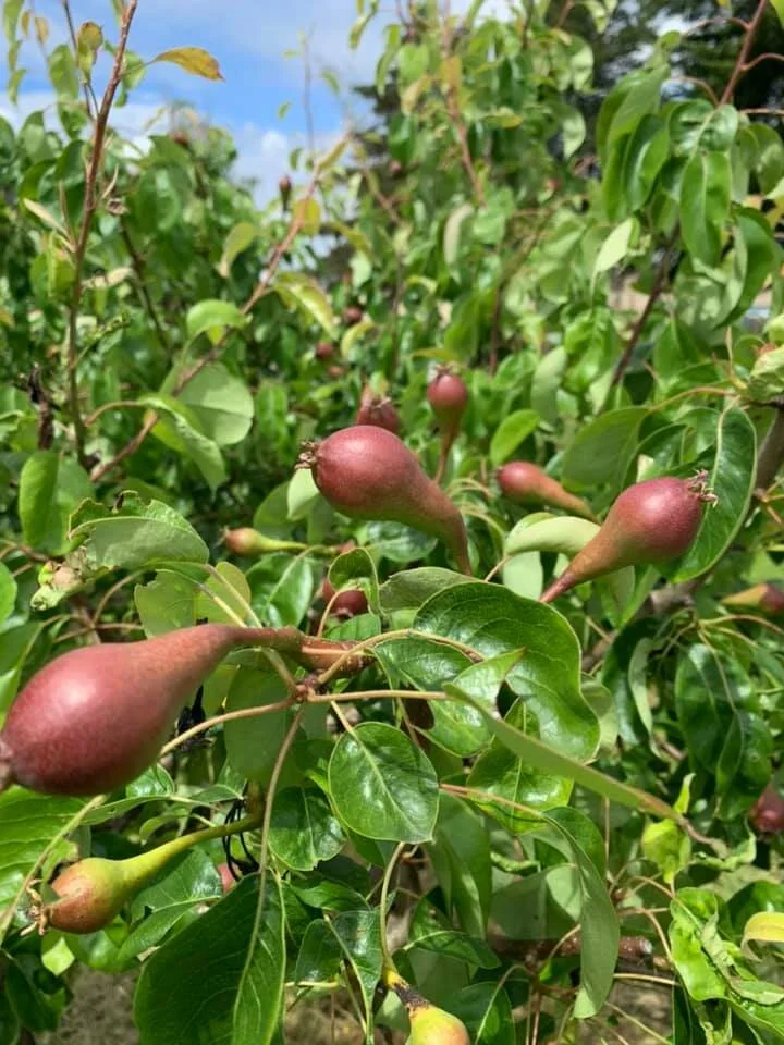 Horror, Shock, & Premature Fruit Drop! An organic orchardist's guide to ...