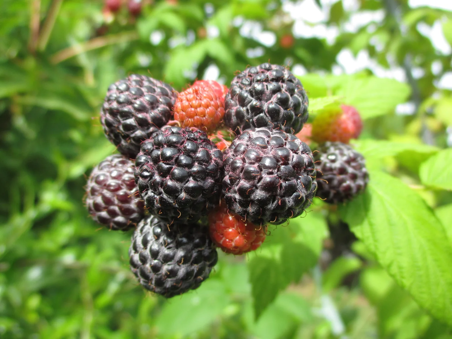 Home Orchard Education Center Arboretum BLOG — Home Orchard Education ...