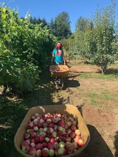 An Apple Lover's Guide To Storing Your Harvest — Home Orchard Education ...