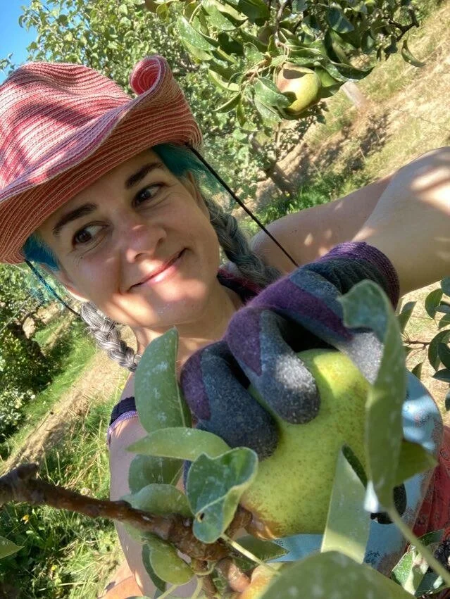 How And When To Harvest Apples & Pears — Home Orchard Education Center