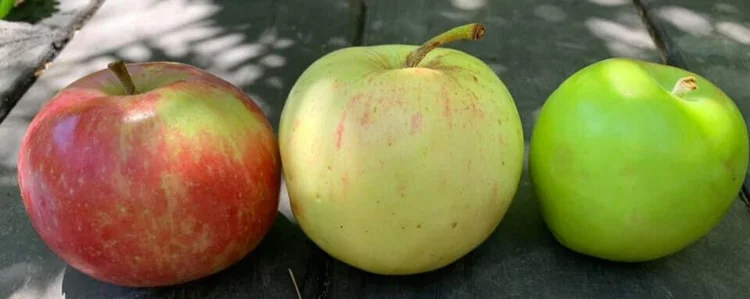 How And When To Harvest Apples & Pears — Home Orchard Education Center