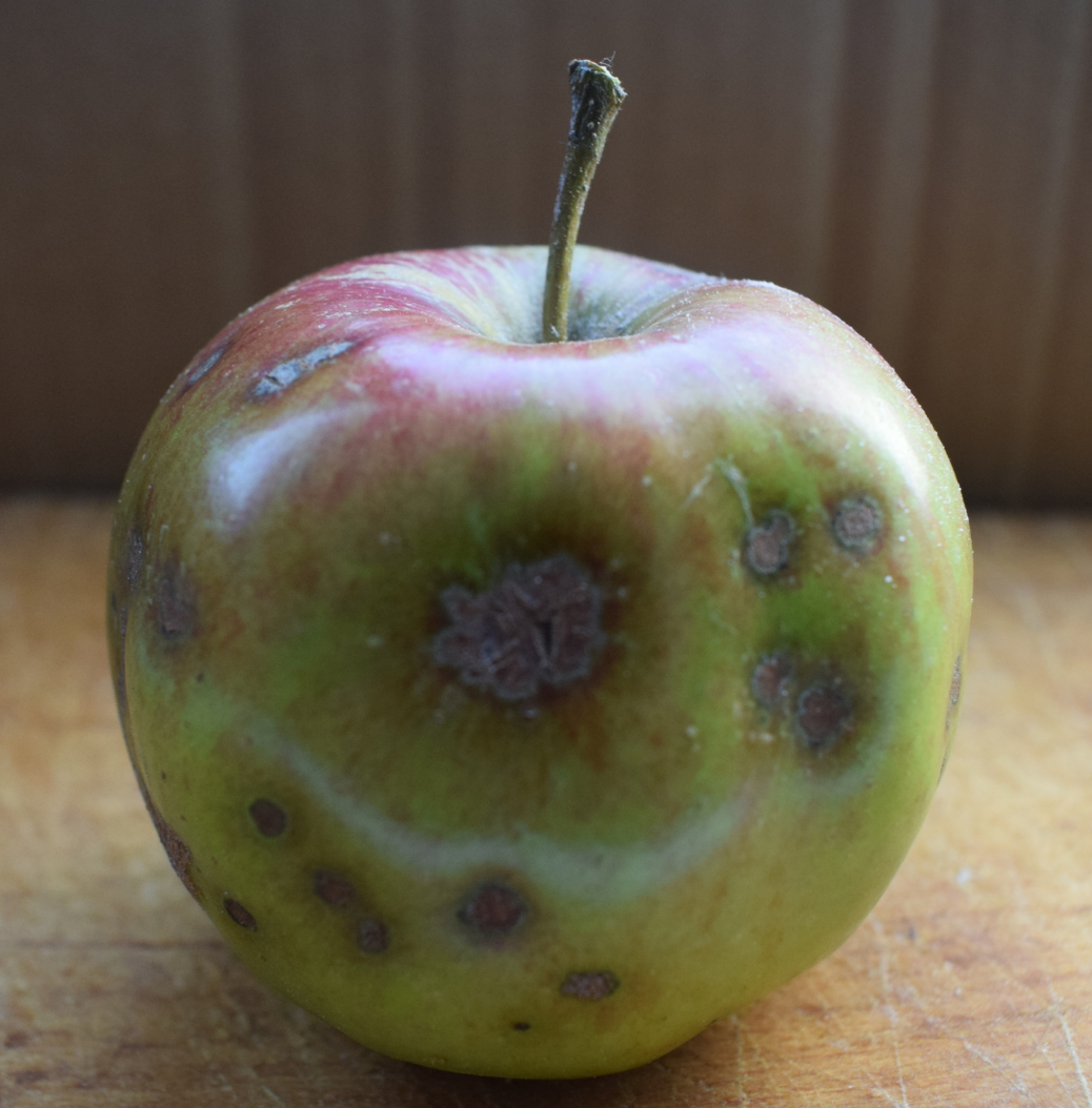 Orchard Hygiene: Creepy Crawlies & Mummies Be Gone! — Home Orchard ...