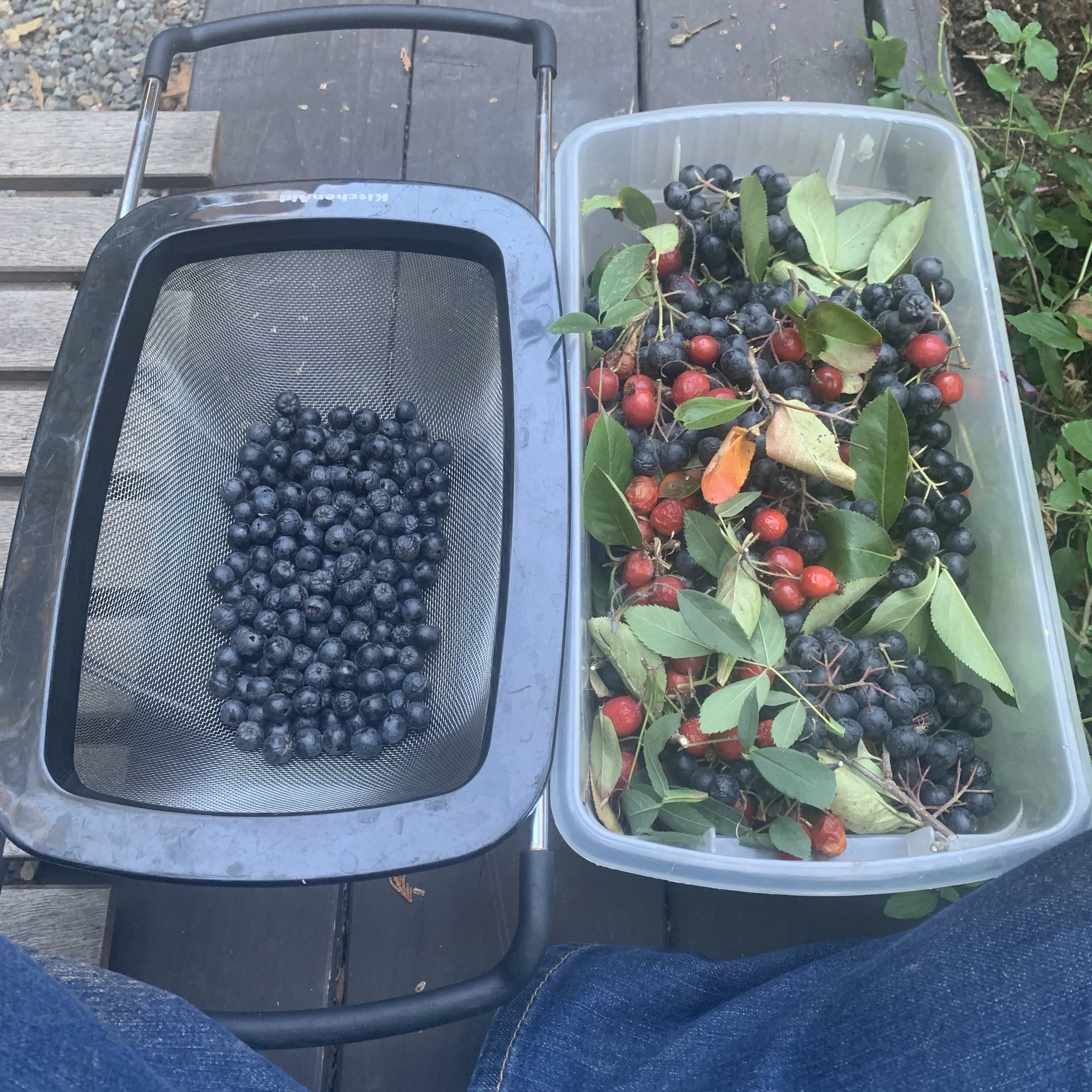 Aronia Berry Wojapi Recipe — Home Orchard Education Center