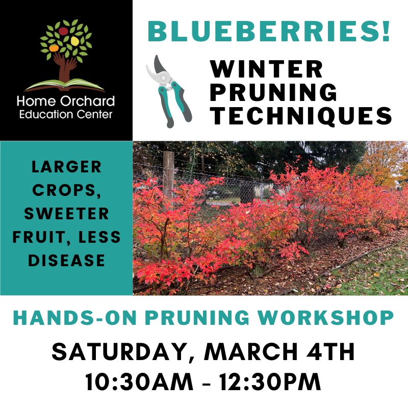 All About Elderberry — Home Orchard Education Center