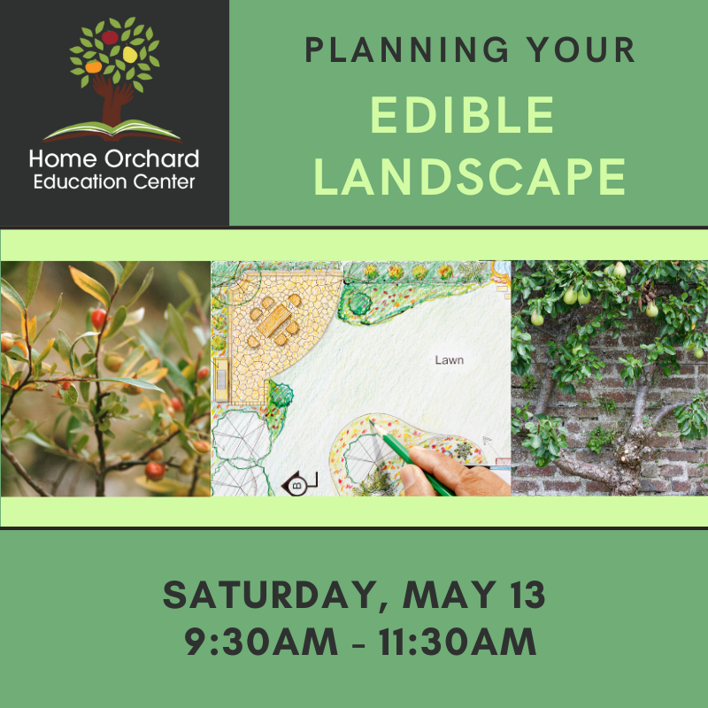 All About Elderberry — Home Orchard Education Center