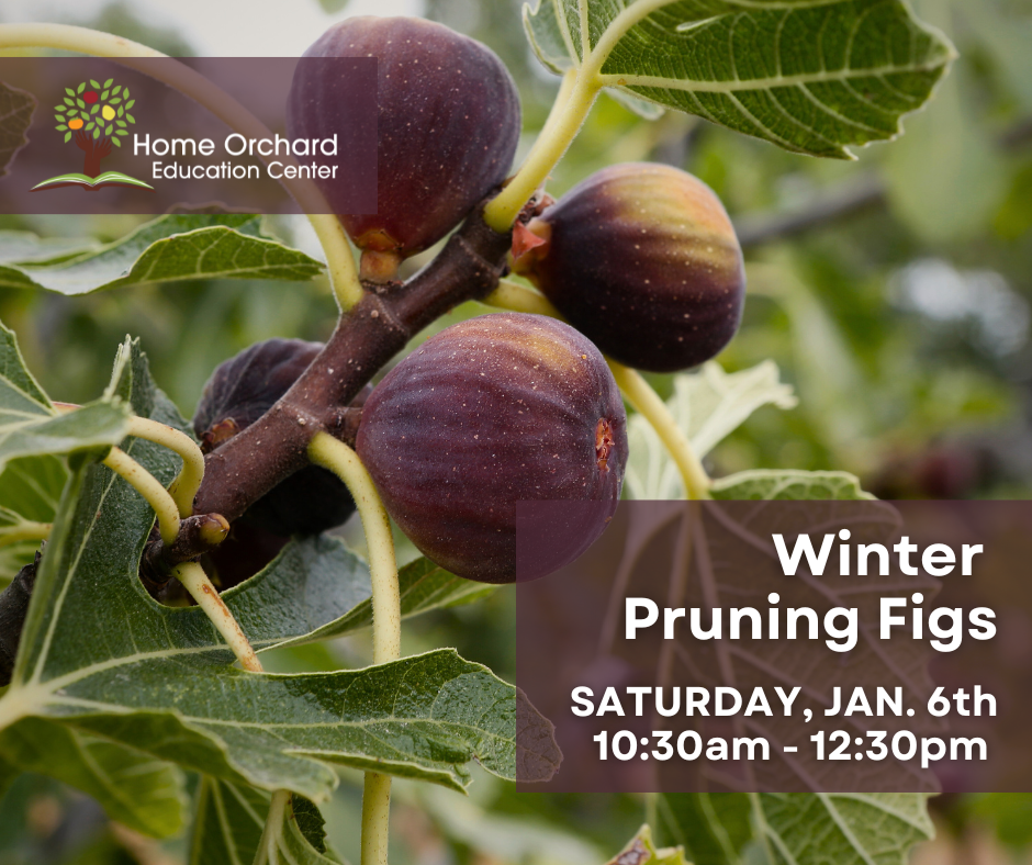 figs — Home Orchard Education Center Arboretum BLOG — Home Orchard ...