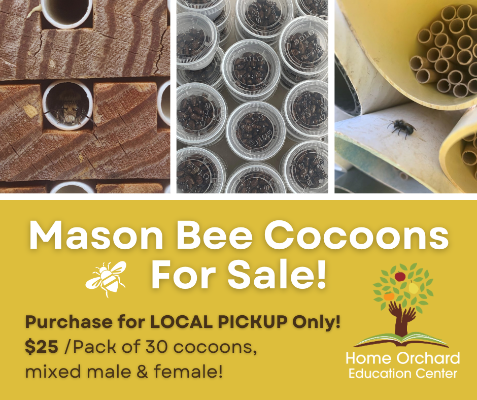 Mason Bee Fundraiser - Take Home Cocoons! — Home Orchard Education Center