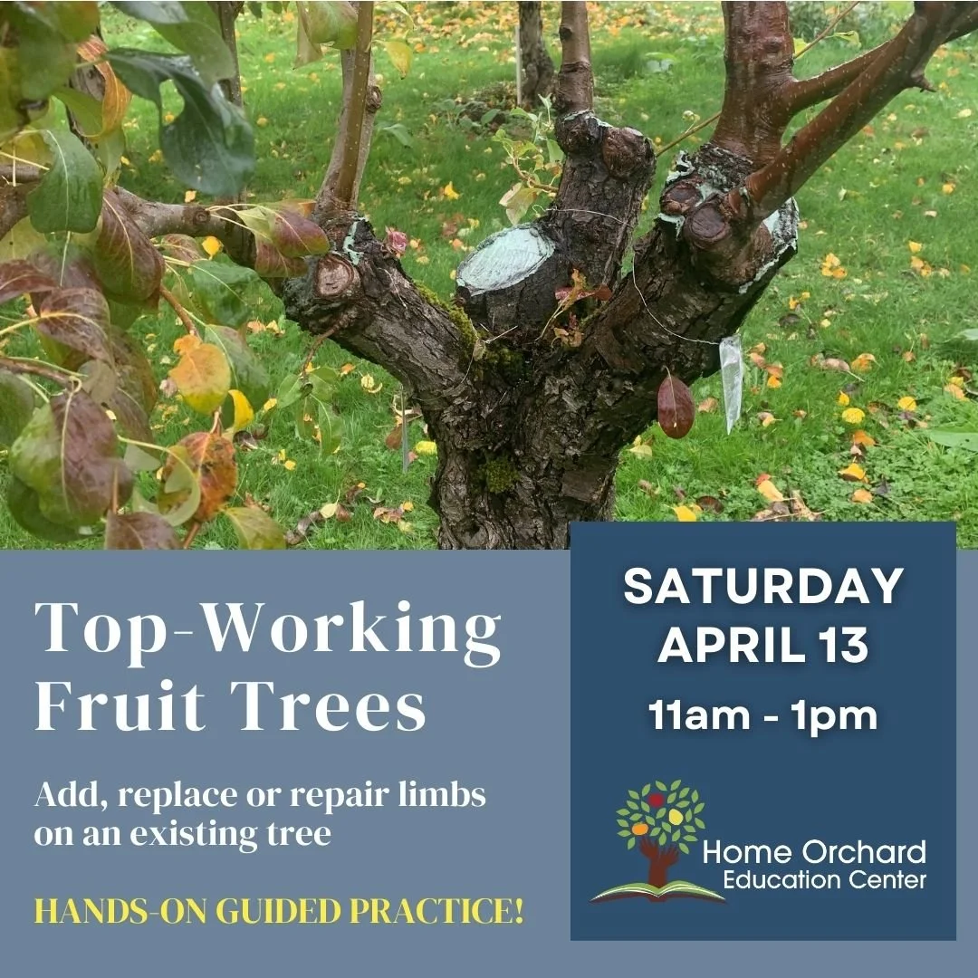 Goumi Berry, Shrubs, & Kitchen Wizardry — Home Orchard Education Center