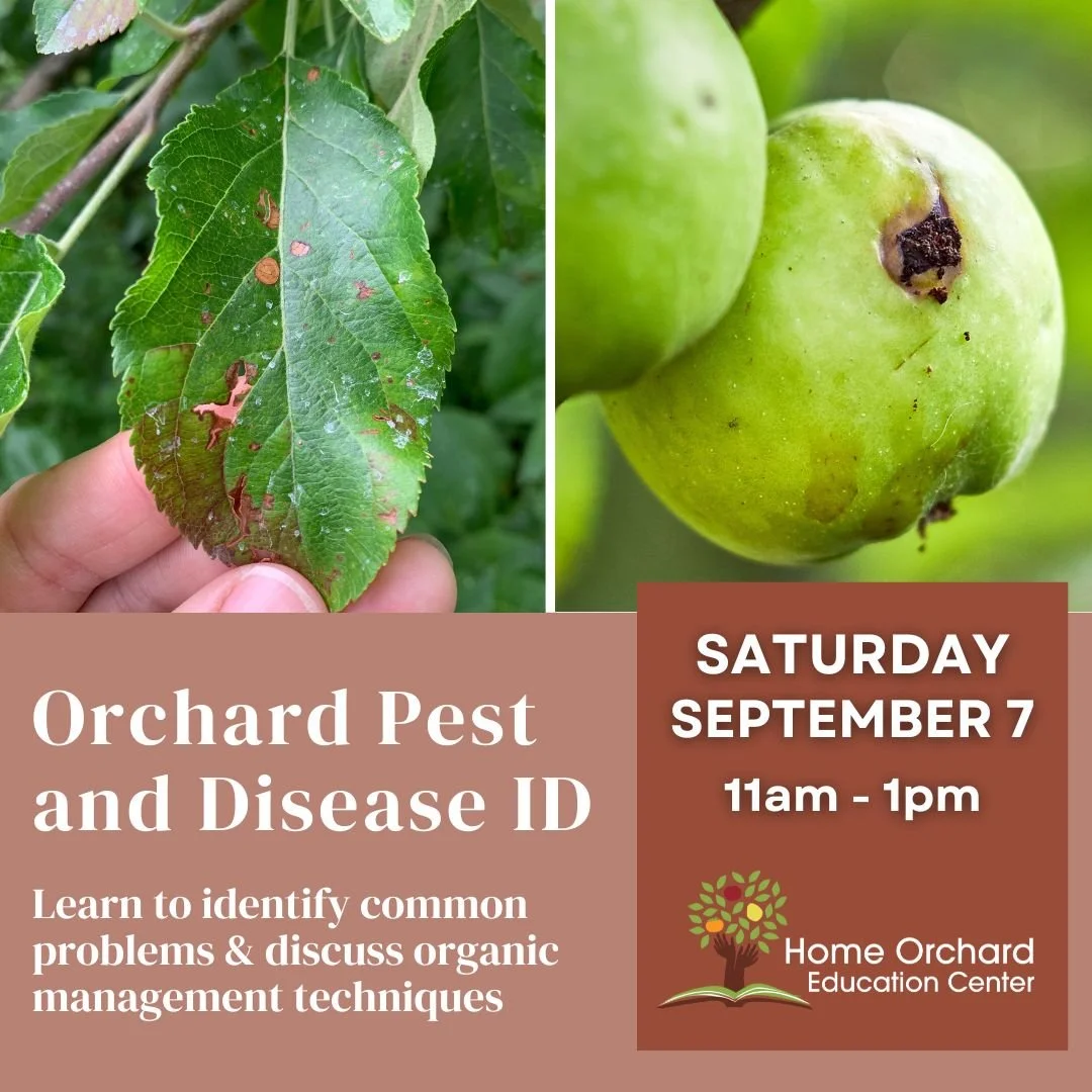 Goumi Berry, Shrubs, & Kitchen Wizardry — Home Orchard Education Center