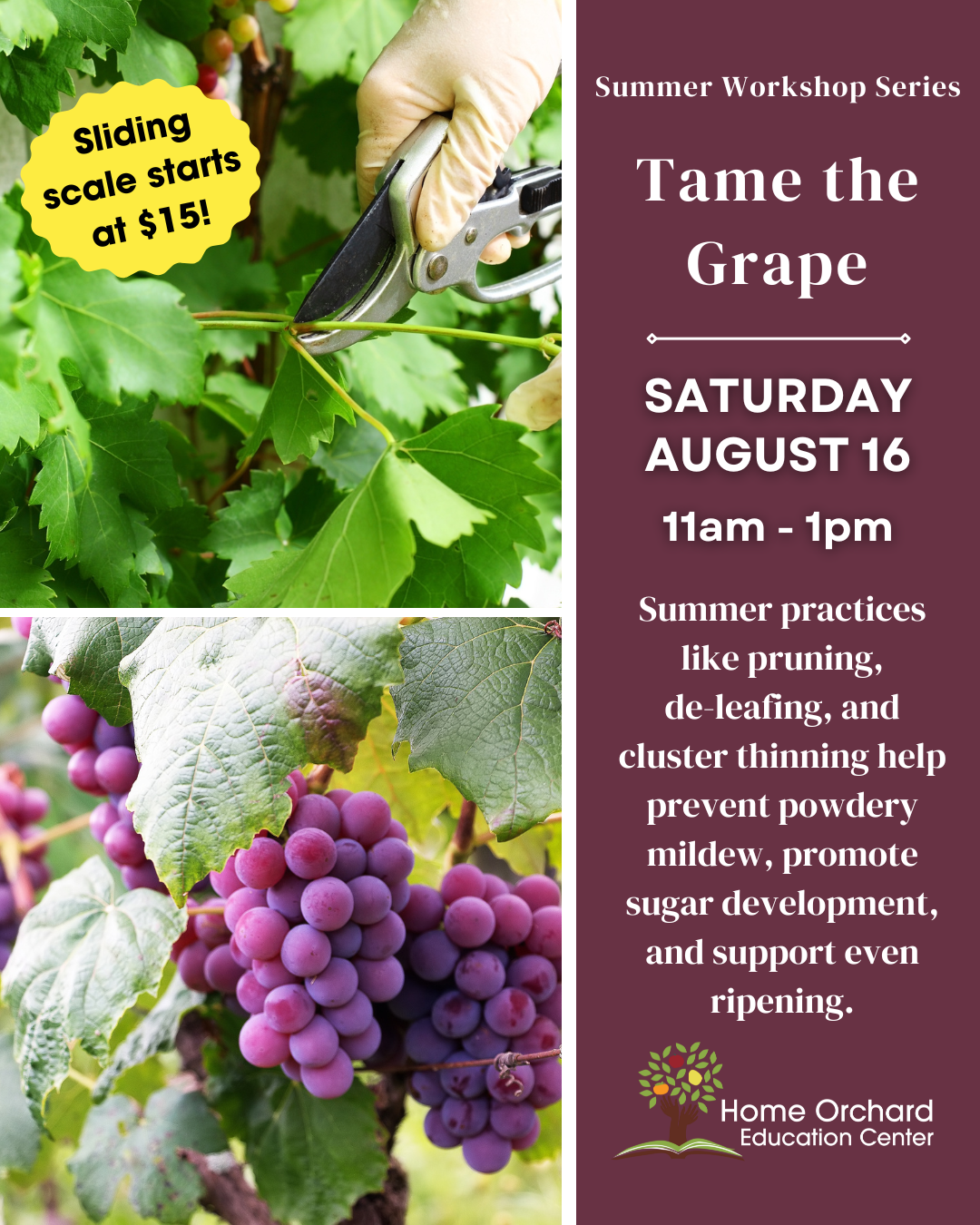 All About Elderberry — Home Orchard Education Center