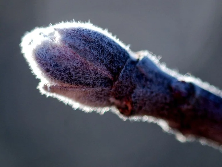 Fruit Buds And Floating Apples! — Home Orchard Education Center